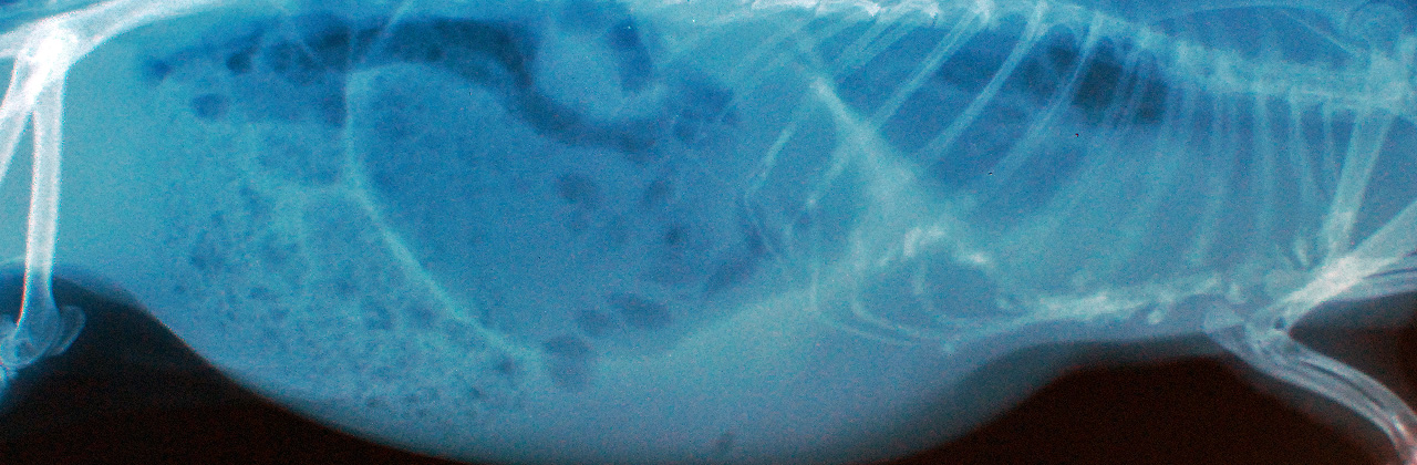 Identify Guinea Pig diseases and medicate it correctly