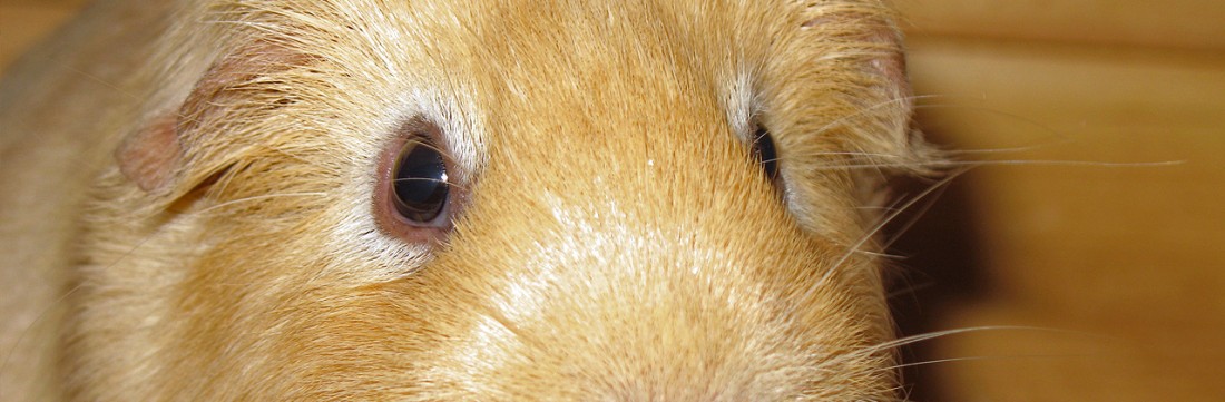 Guinea Pig physiology - Characteristics of cavies