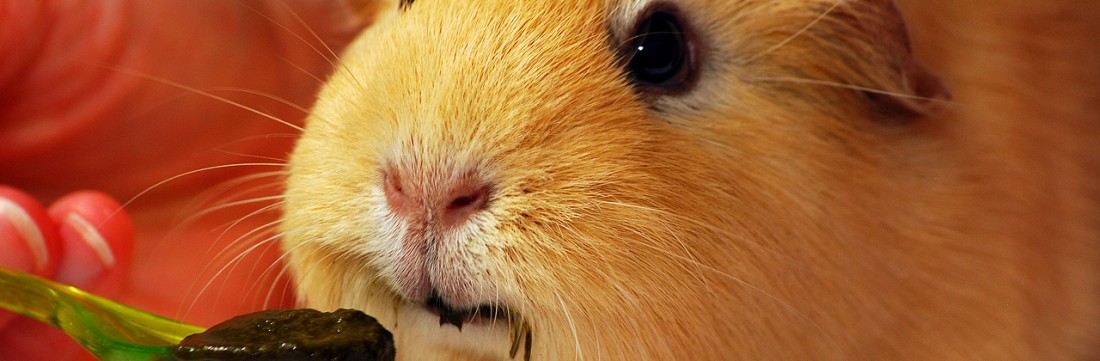 Feeding guinea pigs - How to and what fodder to feed cavies with