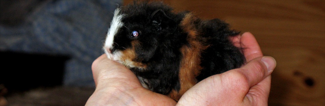 Is my Guinea Pig sick? This health check will help you to find out